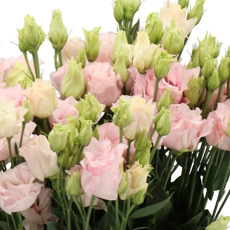 Eustoma Lisianthus Dbl. Chaconne Soft Pink 70cm | Wholesale Dutch ...