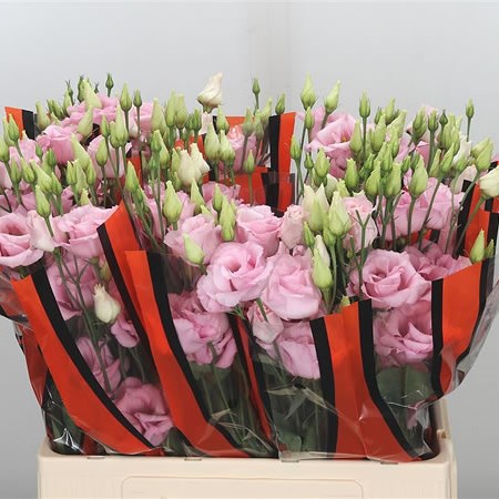 Eustoma Lisianthus Dbl. Corelli Light Pink 65cm | Wholesale Dutch ...