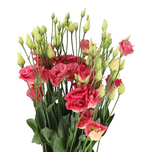 Eustoma Lisianthus Dbl. Croma Champagne 70cm | Wholesale Dutch Flowers ...