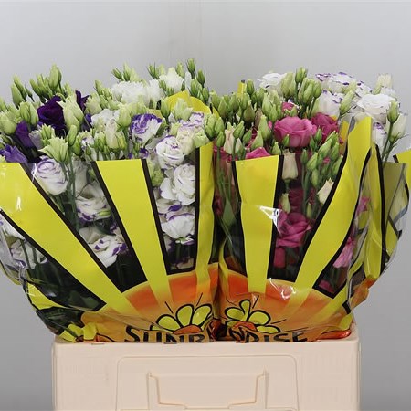 Eustoma Lisianthus Dbl. Mix 65cm | Wholesale Dutch Flowers & Florist ...