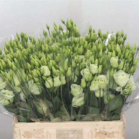 Eustoma Lisianthus Dbl. Rosita Green 60cm | Wholesale Dutch Flowers ...