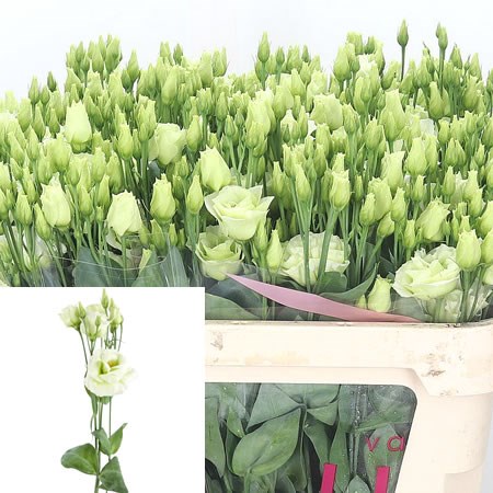 Eustoma Lisianthus Dbl. Rosita Green 72cm | Wholesale Dutch Flowers ...