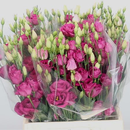 Eustoma Lisianthus Dbl. Rosita Red 45cm | Wholesale Dutch Flowers ...