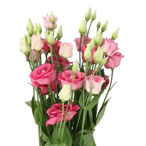 Eustoma Lisianthus Dbl. Rosita Rose Pink 70cm | Wholesale Dutch Flowers ...