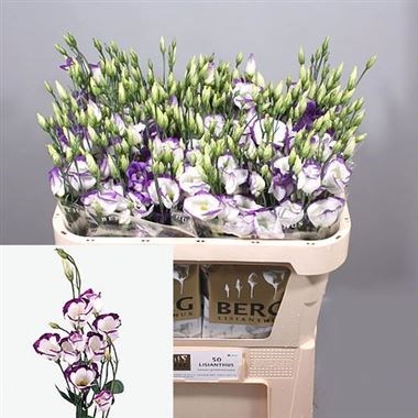 Eustoma Lisianthus Piccolo Blue Rim 72cm | Wholesale Dutch Flowers ...