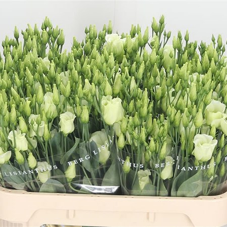 Eustoma Lisianthus Piccolo Green 75cm | Wholesale Dutch Flowers ...