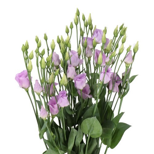 Eustoma Lisianthus Piccolo Lavender 70cm | Wholesale Dutch Flowers ...