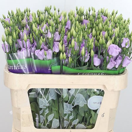 Eustoma Lisianthus Piccolo Lavender 75cm | Wholesale Dutch Flowers ...