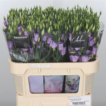 Eustoma Lisianthus Piccolo Lavender 72cm | Wholesale Dutch Flowers ...