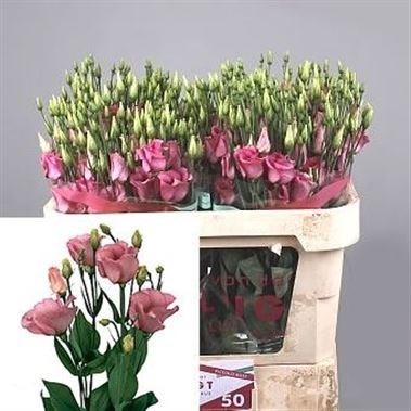 Eustoma Lisianthus Piccolo Pink 72cm | Wholesale Dutch Flowers ...
