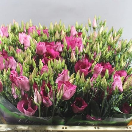 Eustoma Lisianthus Piccolo Red 72cm | Wholesale Dutch Flowers & Florist ...