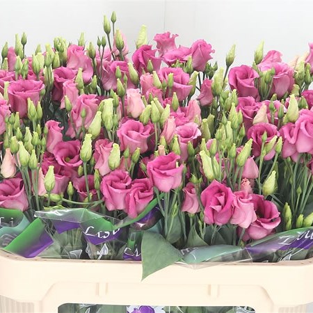 Eustoma Lisianthus Piccolo Rose 72cm | Wholesale Dutch Flowers ...