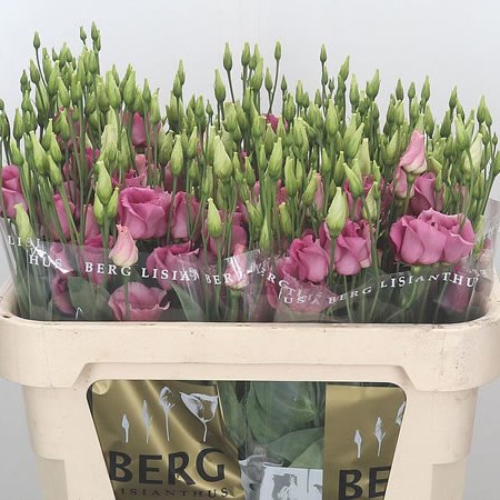 Eustoma Lisianthus Piccolo Rose 75cm | Wholesale Dutch Flowers ...