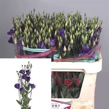 Eustoma Lisianthus Piccolo Violet 72cm | Wholesale Dutch Flowers ...