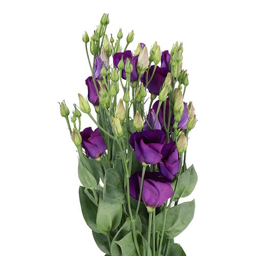 Eustoma Lisianthus Piccolo Violet 72cm | Wholesale Dutch Flowers ...