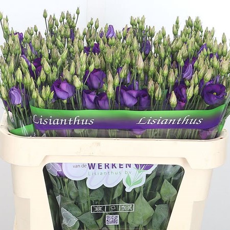 Eustoma Lisianthus Piccolo Violet 72cm | Wholesale Dutch Flowers ...