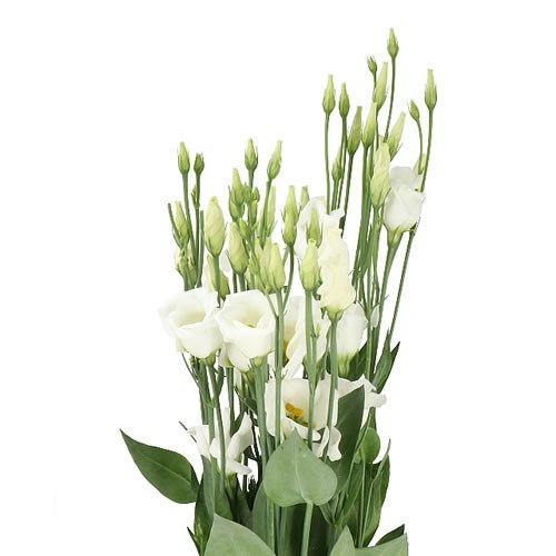 Eustoma Lisianthus Piccolo White 70cm | Wholesale Dutch Flowers ...