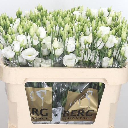 Eustoma Lisianthus Piccolo White 72cm | Wholesale Dutch Flowers ...