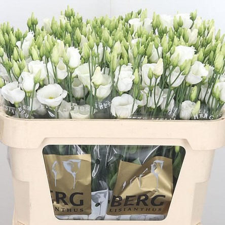 Eustoma Lisianthus Piccolo White 75cm | Wholesale Dutch Flowers ...