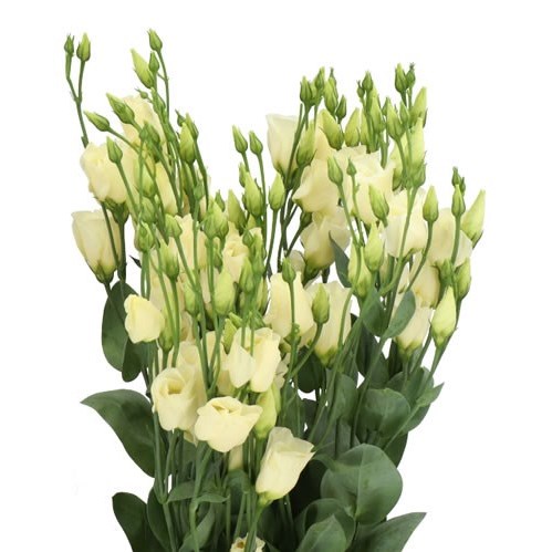 Eustoma Lisianthus Piccolo Yellow 70cm | Wholesale Dutch Flowers ...