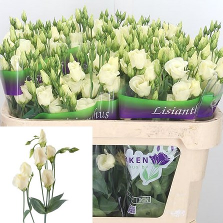 Eustoma Lisianthus Piccolo Yellow 72cm | Wholesale Dutch Flowers ...