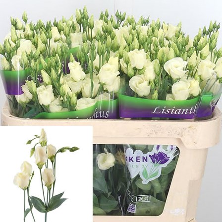 Eustoma Lisianthus Piccolo Yellow 75cm | Wholesale Dutch Flowers ...