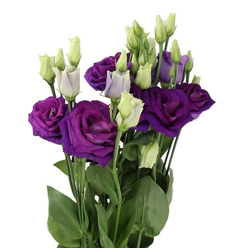 Eustoma Lisianthus Dbl. Rosita Blue 70cm | Wholesale Dutch Flowers ...