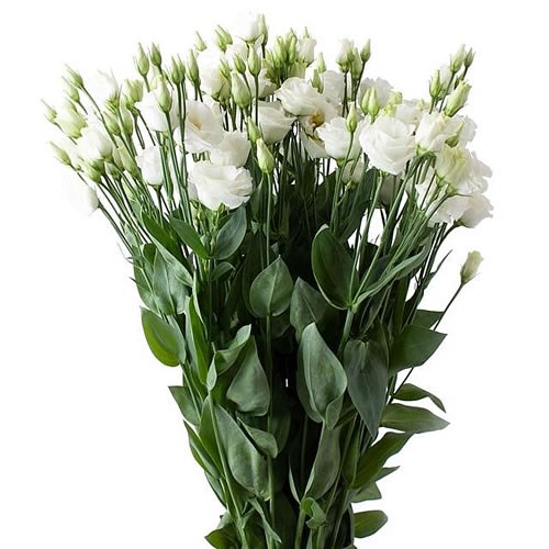 Eustoma Lysianthus Dbl. Rosita White 72cm | Wholesale Dutch Flowers ...