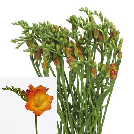 FREESIA AMALIA SINGLE 50cm 22gm | Wholesale Dutch Flowers & Florist ...