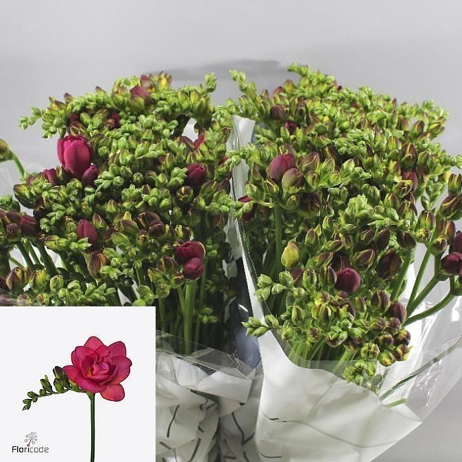 FREESIA DOUBLE EXPRESSION 50cm 24gm | Wholesale Dutch Flowers & Florist ...