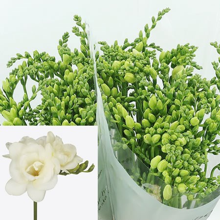 FREESIA DOUBLE ROMANTIC WHITE 50cm 19gm | Wholesale Dutch Flowers ...