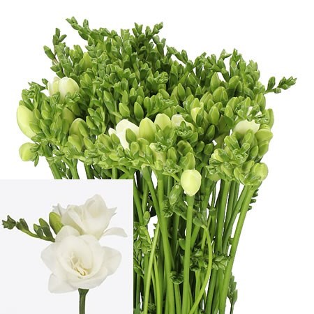FREESIA DOUBLE VIVRE 50cm 16gm | Wholesale Dutch Flowers & Florist ...