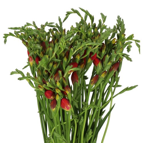 FREESIA RED RIVER SINGLE 50cm 19gm | Wholesale Dutch Flowers & Florist ...