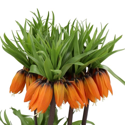 FRITILLARIA IMPERIALIS AURORA 80cm | Wholesale Dutch Flowers & Florist ...