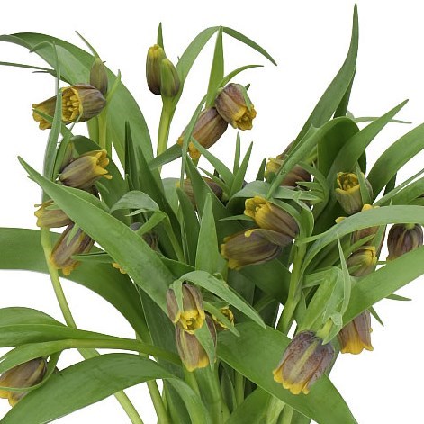 FRITILLARIA UVA VULPIS 45cm | Wholesale Dutch Flowers & Florist Supplies UK