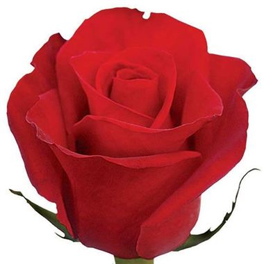 Rose Freedom Red 50cm x 200 | Wholesale Flowers & Florist Supplies UK