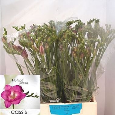 Freesia Double Cassis 54cm | Wholesale Dutch Flowers & Florist Supplies UK