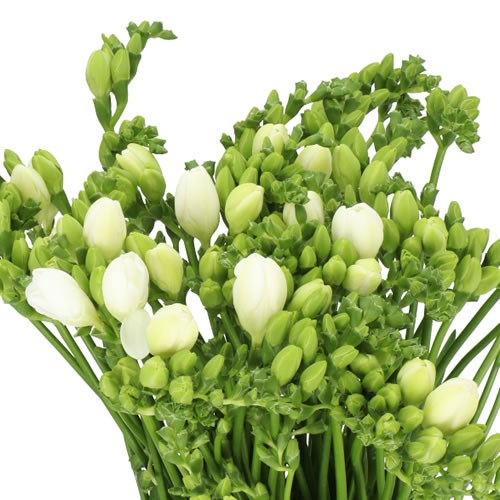 Freesia Double Essence 50cm | Wholesale Dutch Flowers & Florist Supplies UK
