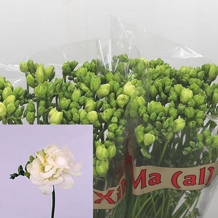 Freesia Double Excellent 52cm | Wholesale Dutch Flowers & Florist ...