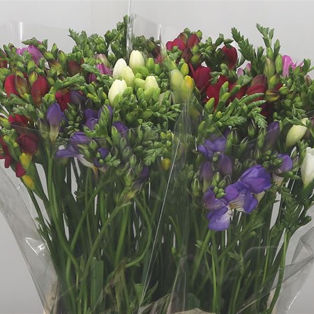 Freesia Double Mix 52cm | Wholesale Dutch Flowers & Florist Supplies UK