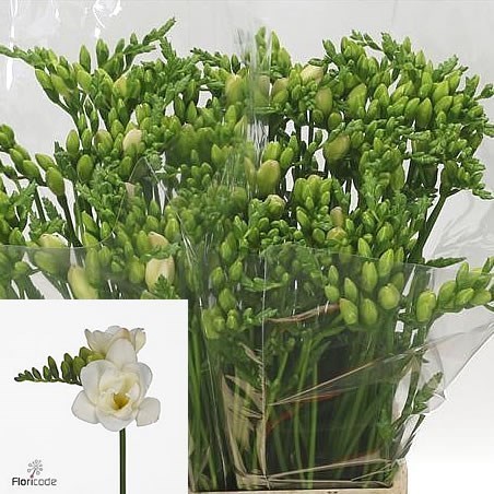 Freesia Double Starlight 52cm | Wholesale Dutch Flowers & Florist ...