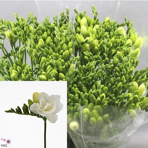 Freesia Double Virginia 52cm | Wholesale Dutch Flowers & Florist ...