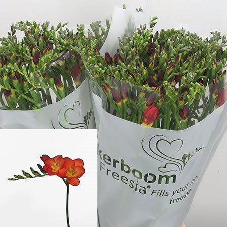 Freesia Fireball Single 52cm | Wholesale Dutch Flowers & Florist ...