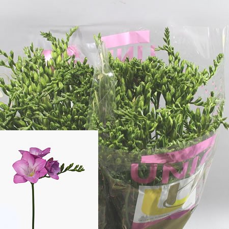 Freesia Pink Devotion Single 54cm | Wholesale Dutch Flowers & Florist ...