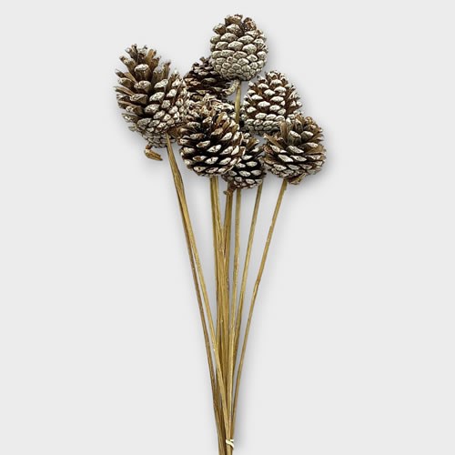 Everlasting Dried Flower Bunches & Bouquets | Frosted Christmas Pine ...