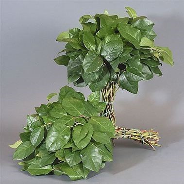 GAULTHERIA SALAL TIPS 45cm | Wholesale Dutch Flowers & Florist Supplies UK
