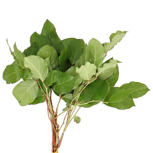GAULTHERIA SALAL TIPS MINI 35cm | Wholesale Dutch Flowers & Florist ...