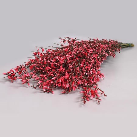 GENISTA DYED RED 40cm | Wholesale Dutch Flowers & Florist Supplies UK
