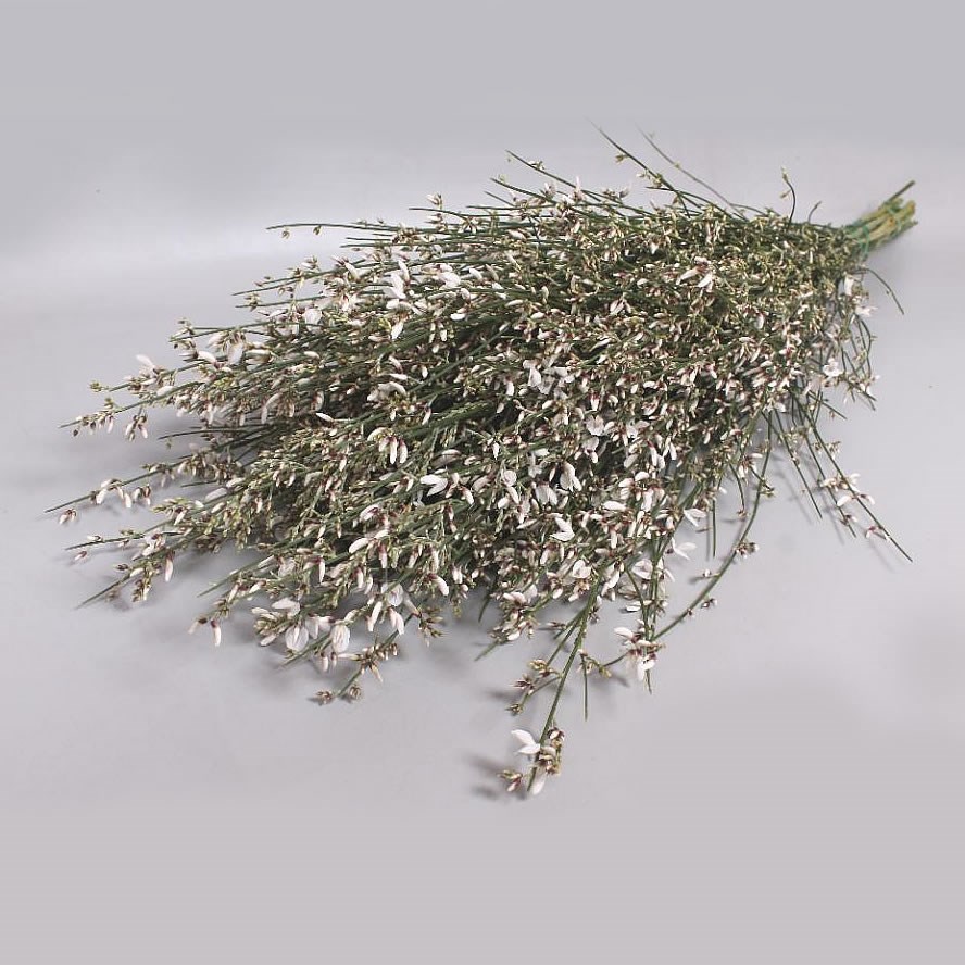 GENISTA WHITE 400gm | Wholesale Dutch Flowers & Florist Supplies UK