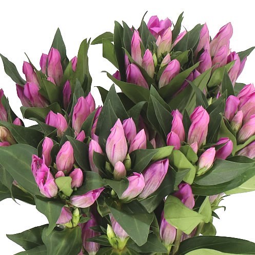 GENTIANA DEEP PINK ASHIRO 50cm | Wholesale Dutch Flowers & Florist ...